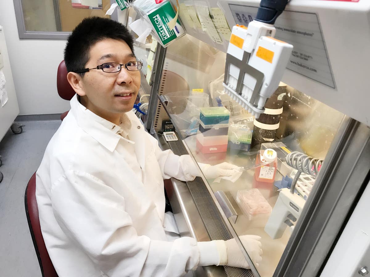 World's first 3D-printed brain tissue is capable of growth and function ...