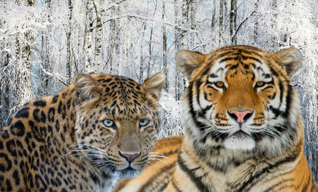 Scientists finally understand how animals get their stripes and spots ...