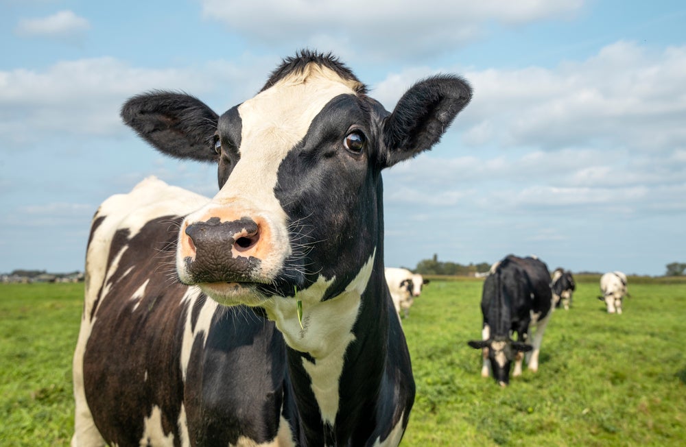 Scientists create sustainable and affordable lithium batteries from cow ...