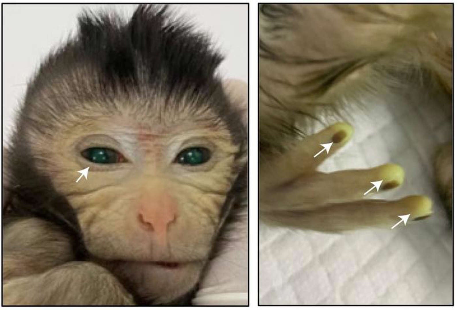 Scientists genetically engineer the world's first monkey with two ...