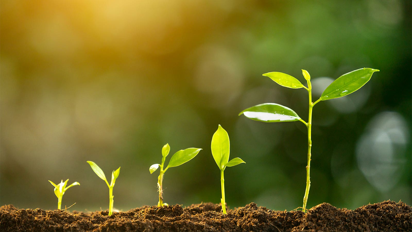 Scientists finally discover why photosynthesis is so efficient - The ...