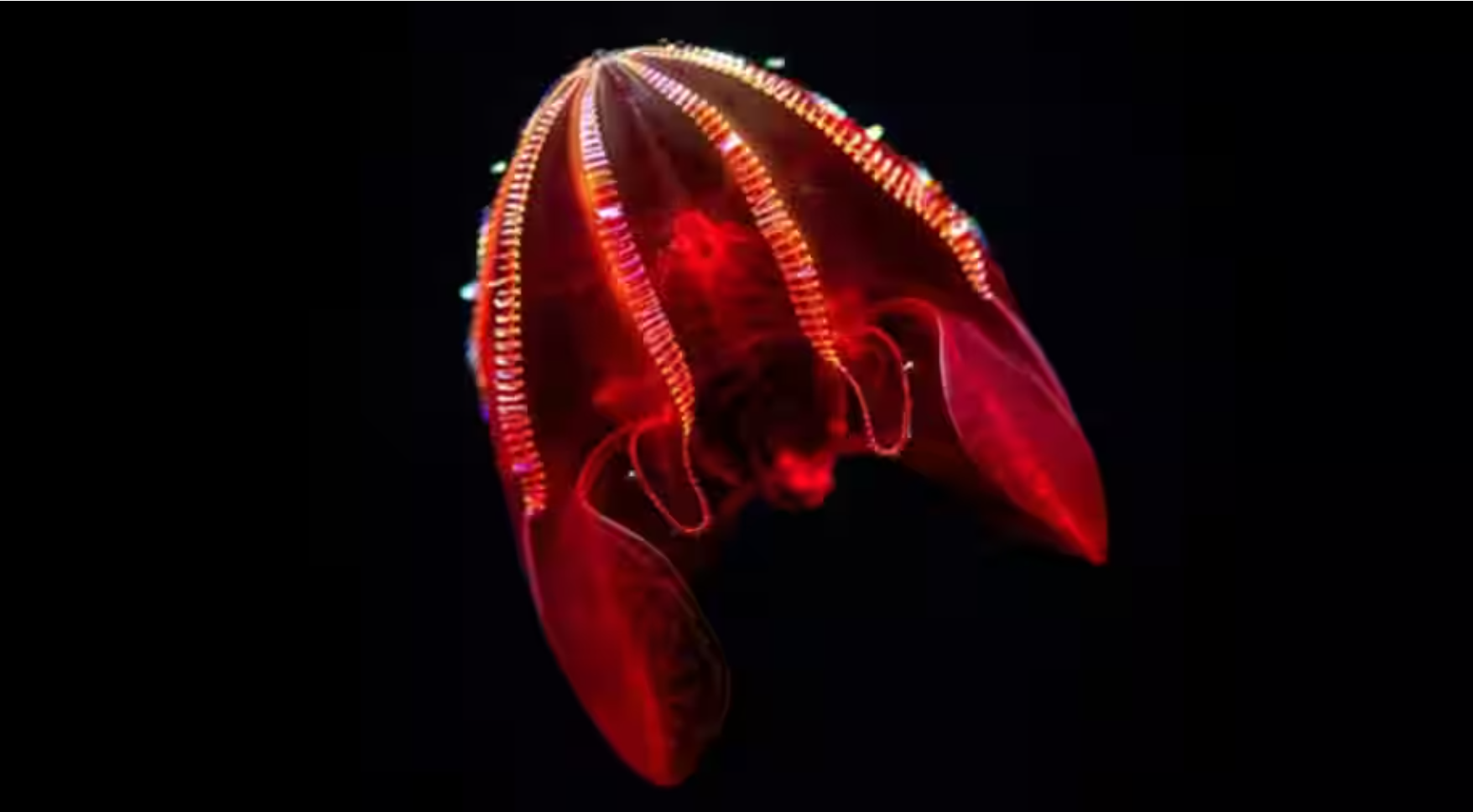 Researchers discover Earth's oldest living creature, from 700 million ...