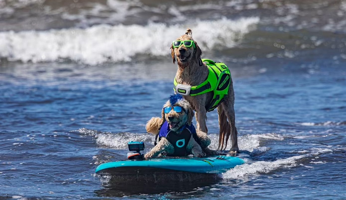 Surf's pup! 'Surfurs' Fetch Waves Seeking "Best In Surf" Title - The ...