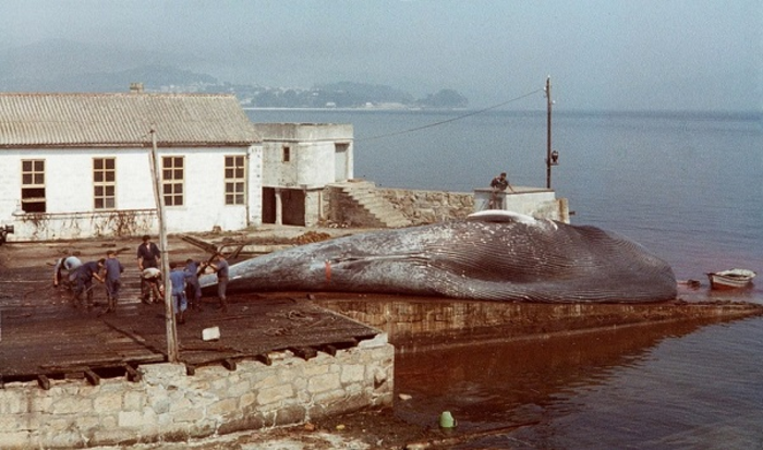 Chasing the blue whale - the endangered sea giant - The Brighter Side ...