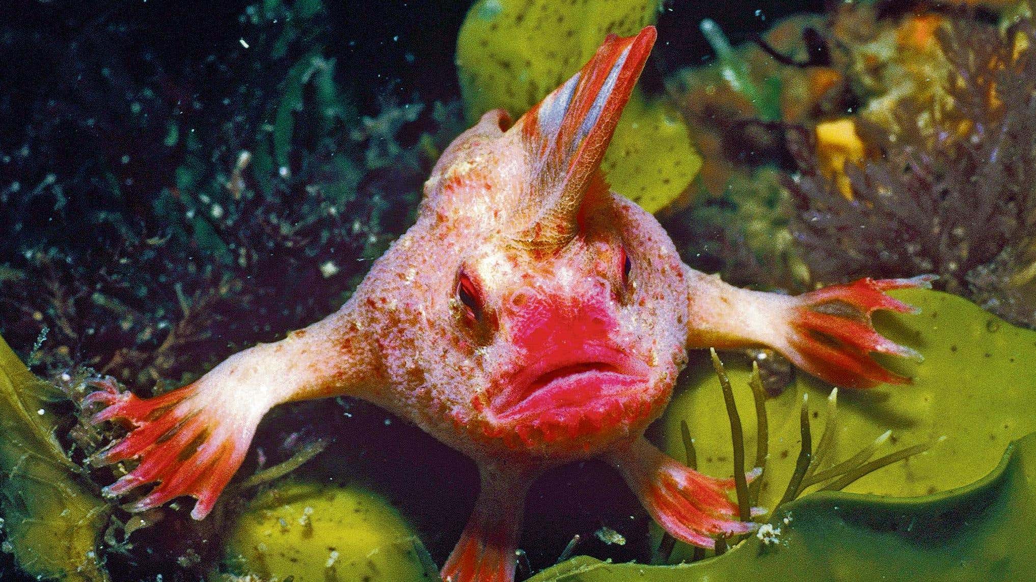 Extremely rare fish species with hands instead of fins to be saved from ...
