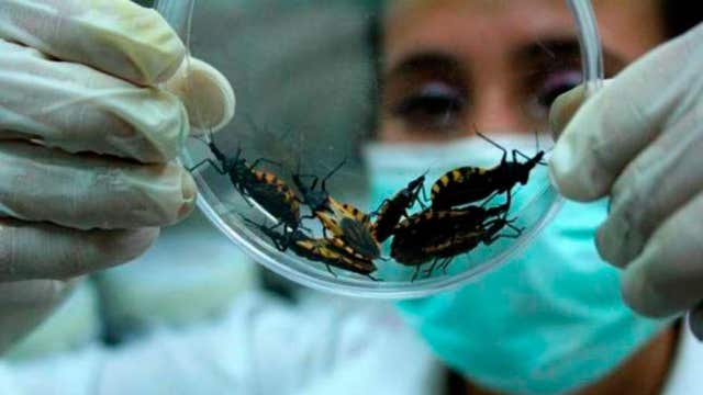 Researchers create the first-ever medication to treat Chagas disease ...
