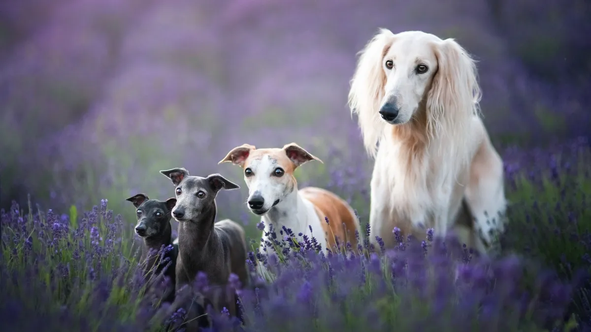 British study identifies which dog breeds live the longest - The ...
