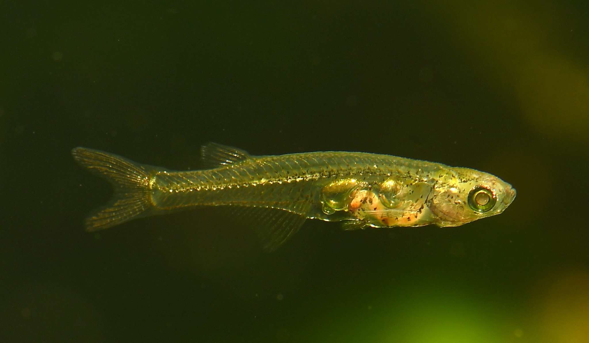 These tiny fish can make noises louder than a jet engine during take ...