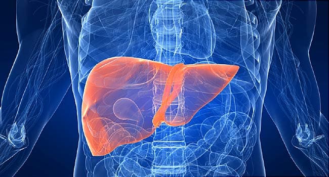 Your liver is just under three years old and that's critical for your ...