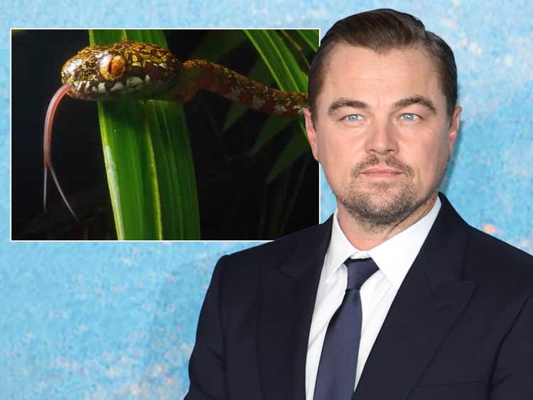 Leonardo DiCaprio names new species of tree-dwelling snakes threatened ...