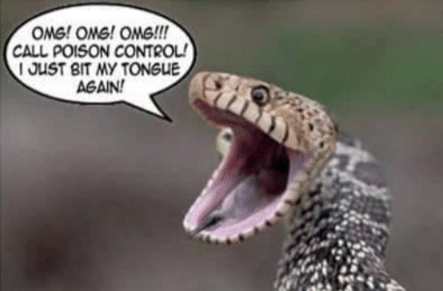 The Brighter 5: Five funny jokes to celebrate World Snake Day with a ...