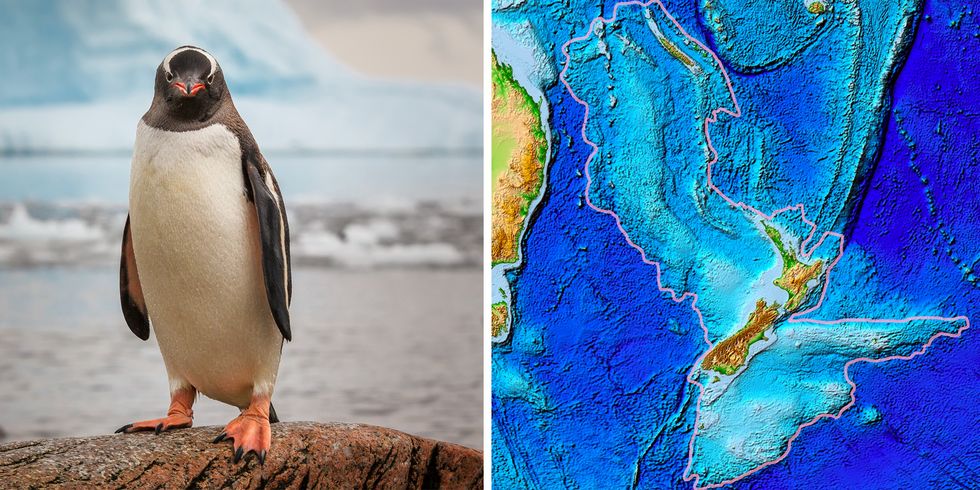 Every Penguin in the World Comes from Earth's Lost Eighth Continent ...