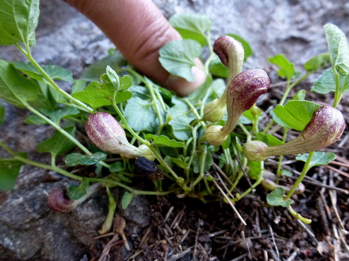 First-of-its-kind flower smells like dead insects to imprison 'coffin ...