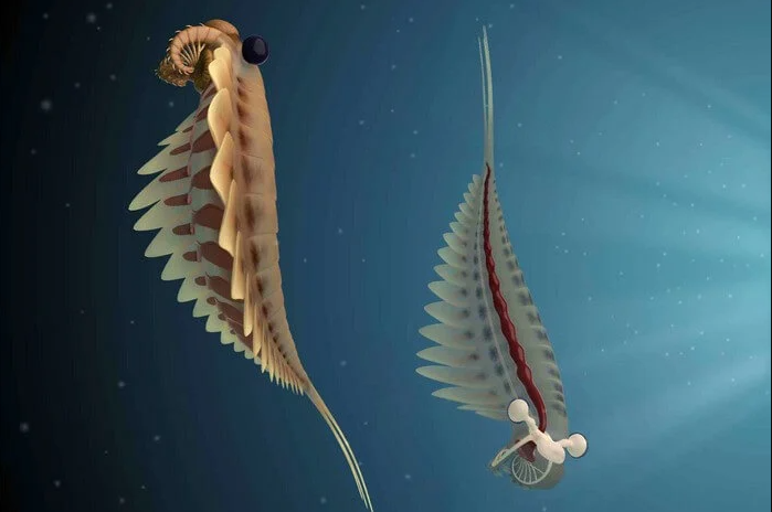 500-million-year-old fossil prompts a rethink of the evolution of ...