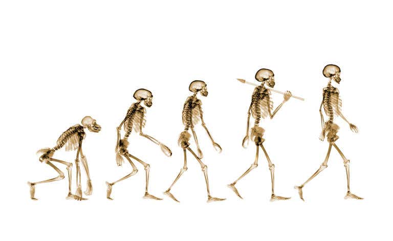 Surprising research finds that human ancestors may have evolved in ...