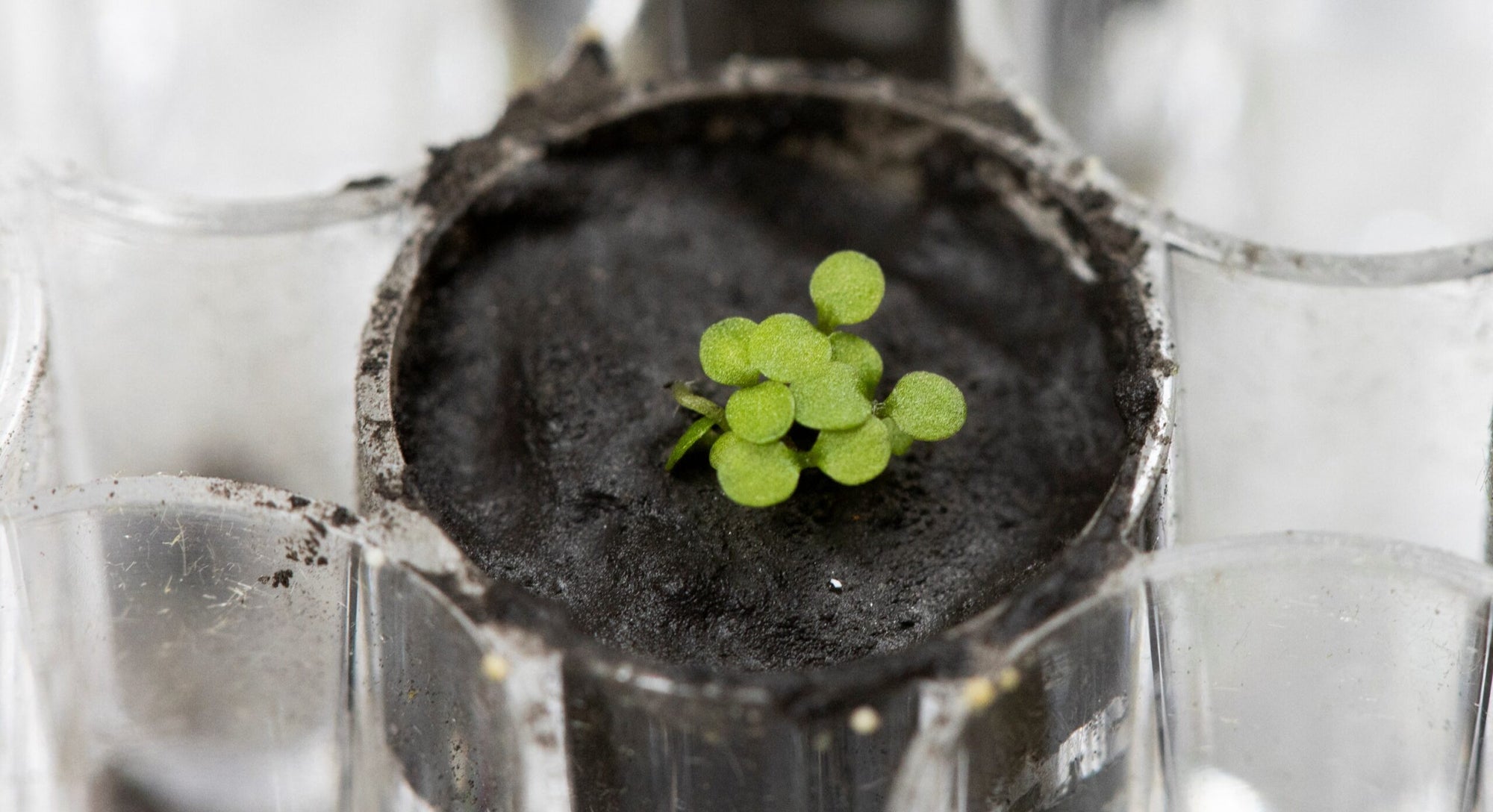 Lunar first: Scientists grow plants in soil from the Moon - The ...
