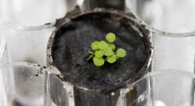 Lunar first: Scientists grow plants in soil from the Moon - The Brighter Side of News