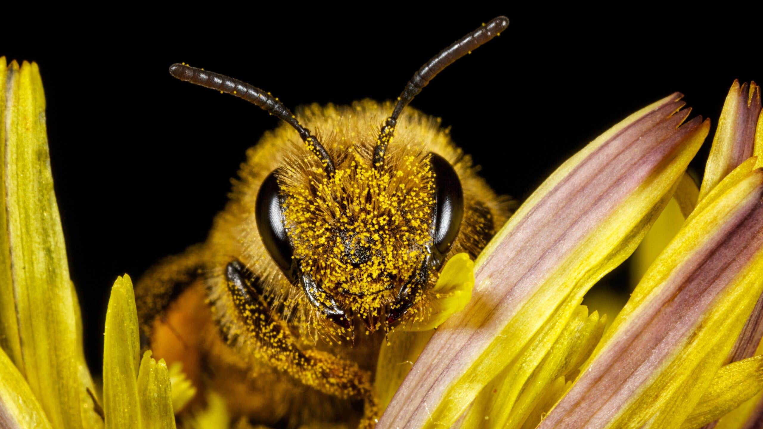 Scientists solved the mystery of where bees originally came from - The ...