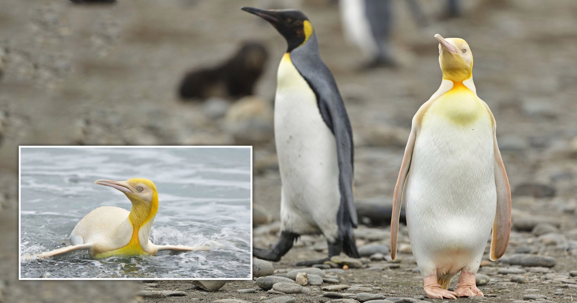 A rare yellow penguin discovered on South Georgia island - dazzles the ...