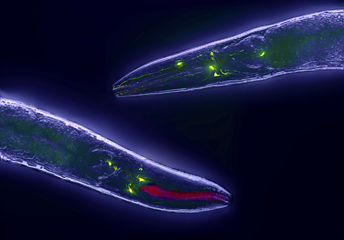 Scientists prepare to launch tiny lifeforms into space at near the ...