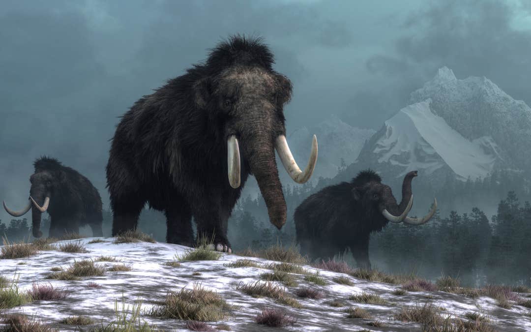 Humans did not cause woolly mammoths to go extinct—climate change did ...