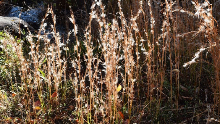 Plant extract from invasive weed found to kill off cancer cells and ...