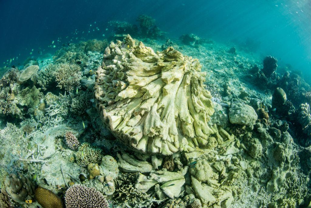 New marine discovery could help scientists stave off coral reef ...
