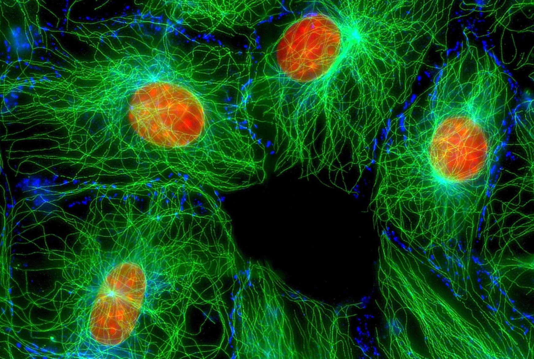 Researchers discover how cells communicate and form tissues and organs ...