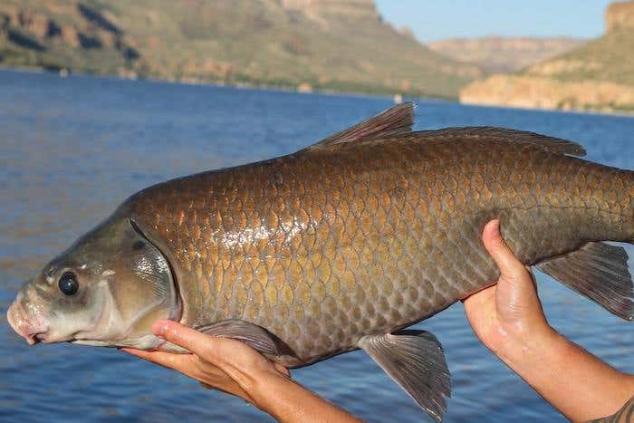 Three freshwater fish species discovered to live for over 100 years ...
