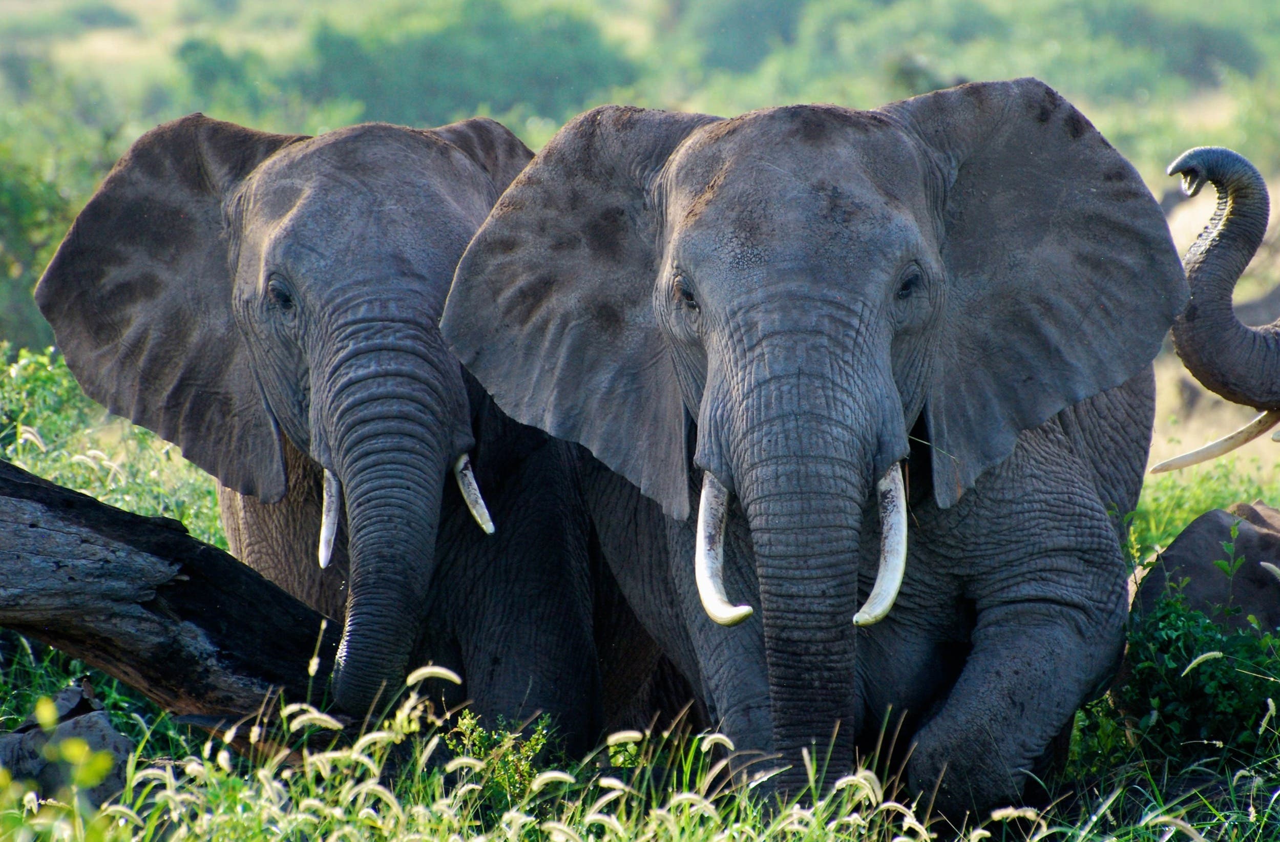 How elephants can fight climate change and save the planet - The ...