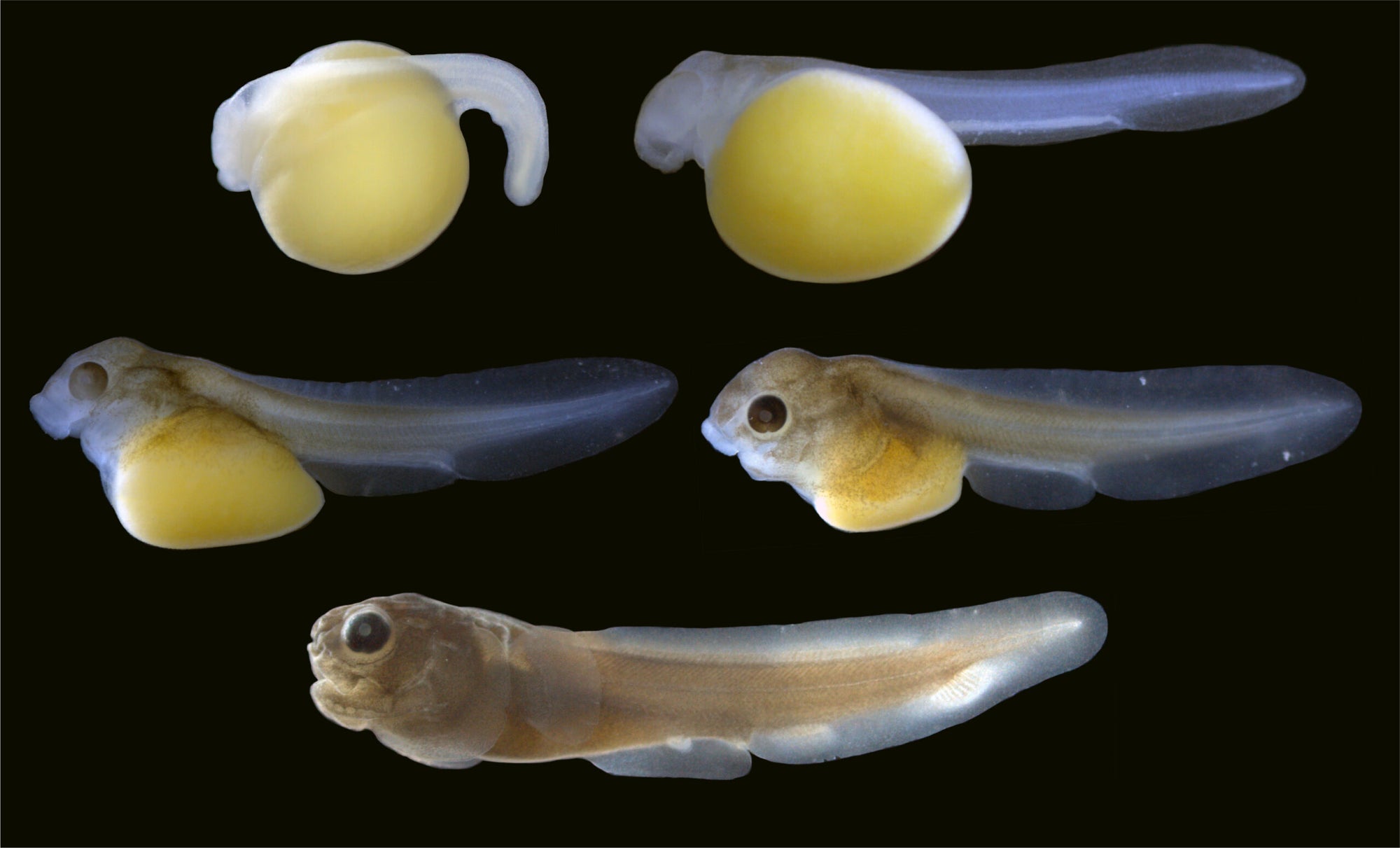 Meet the fish guarding genetic secrets that can unravel humanity’s ...
