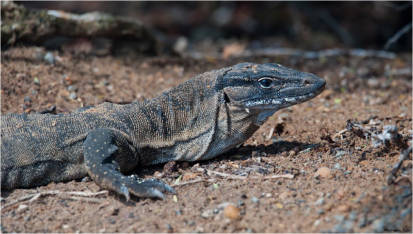 Australia’s giant lizards help safeguard sheep from being eaten alive ...