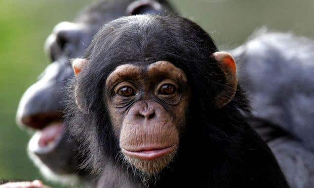 Tiniest Great Ape Species Roamed Germany 11 Million Years Ago - The ...