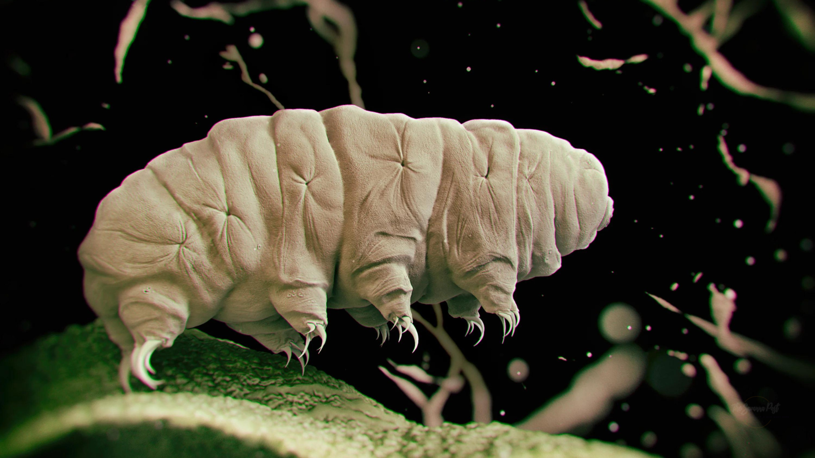 Tardigrade proteins can slow human metabolism and aging, study finds ...