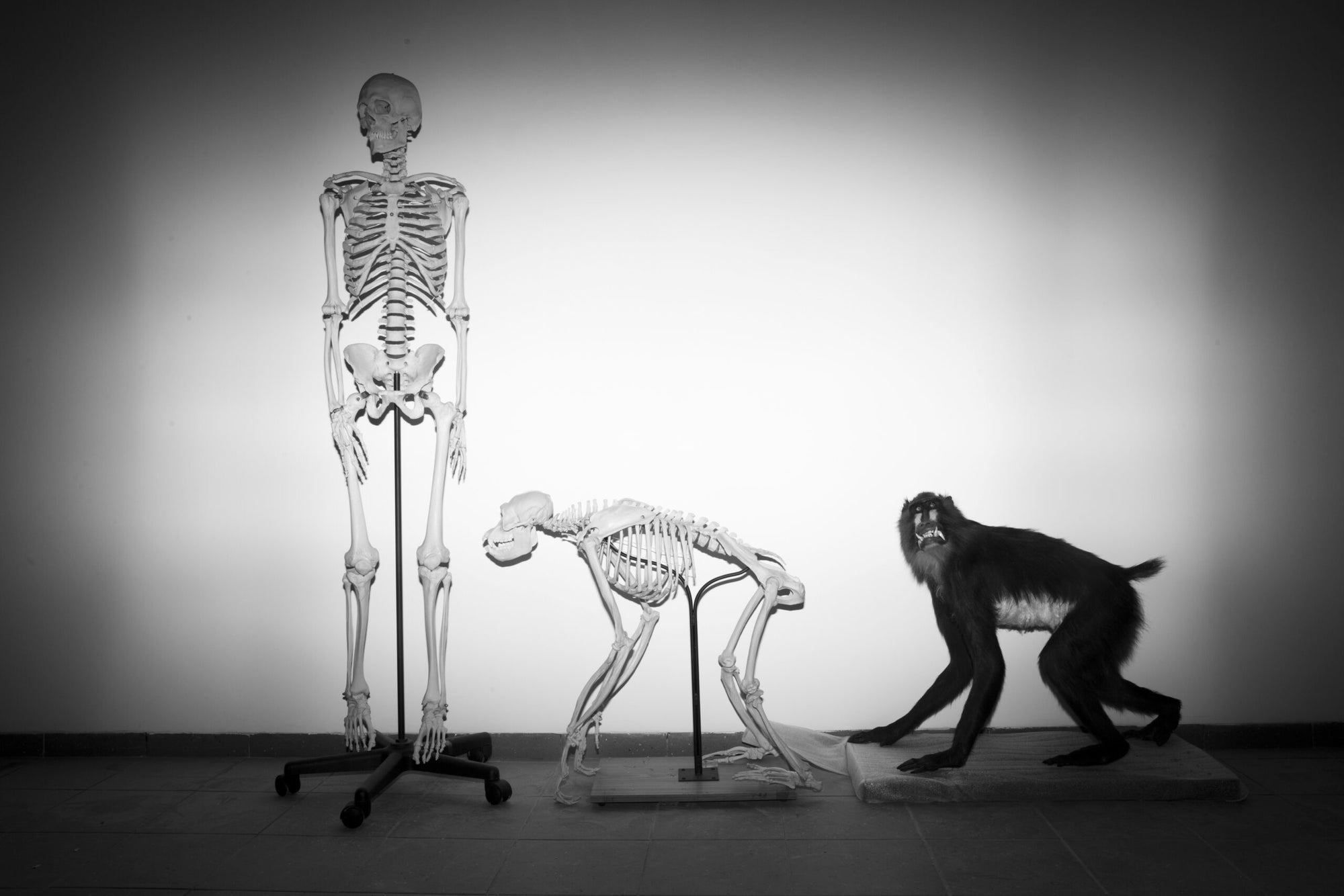 Surprising study uncovers why humans no longer have tails - The ...