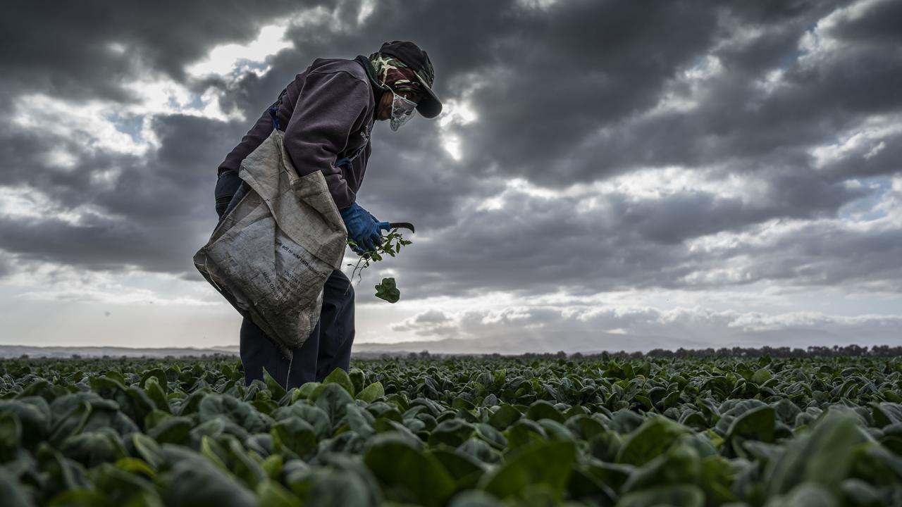Zinc can improve crop yields and climate resilience - The Brighter Side ...