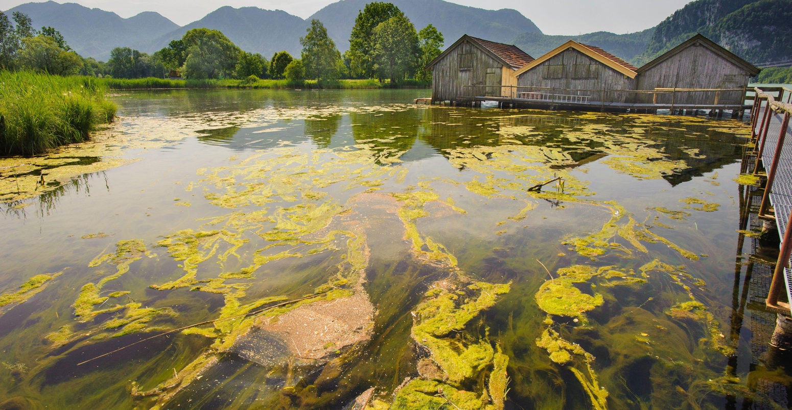 Lake-dwelling bacteria could turn the tide on climate change - The ...