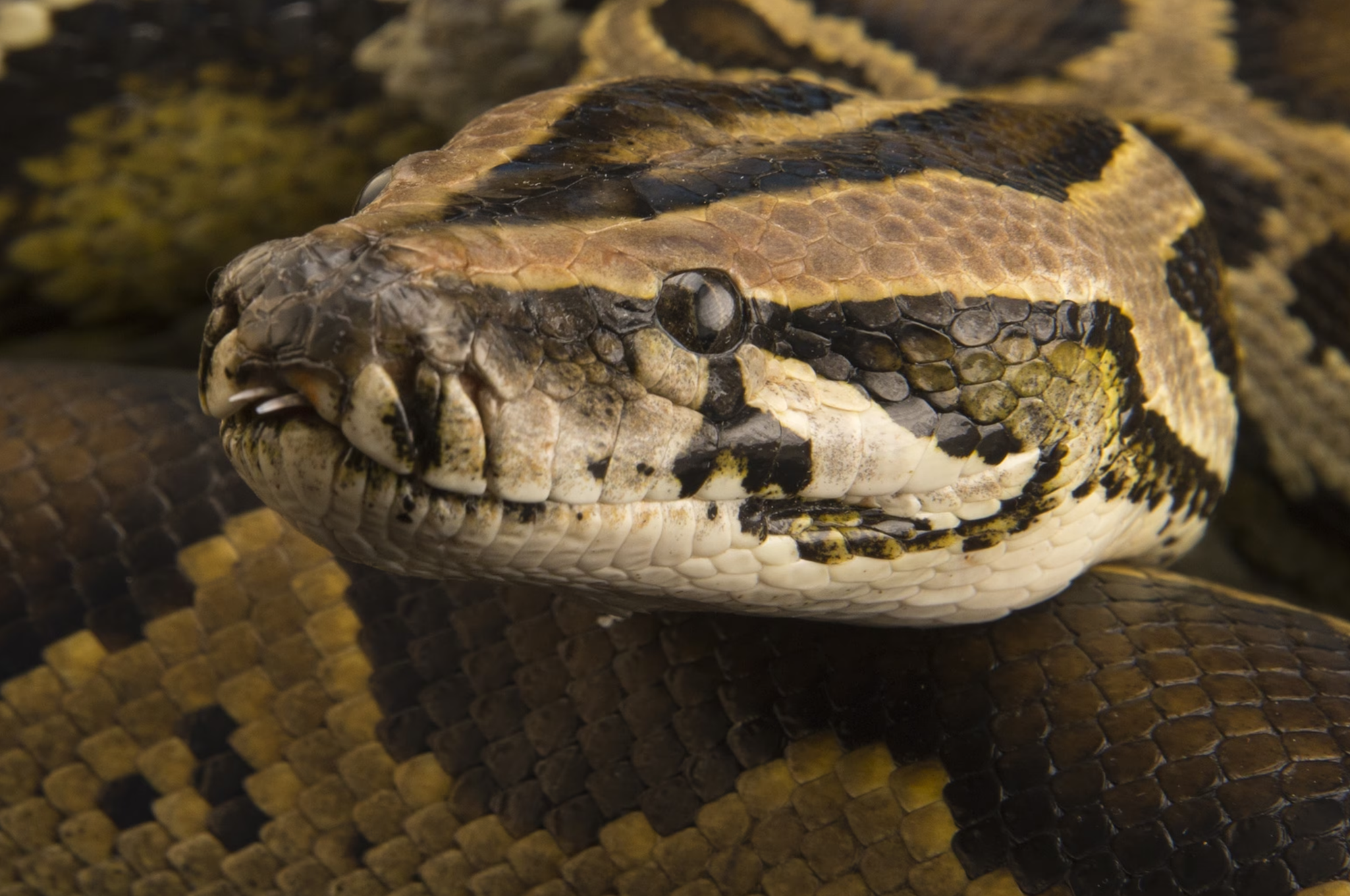 Pythons can swallow much larger prey than scientists realized - The ...