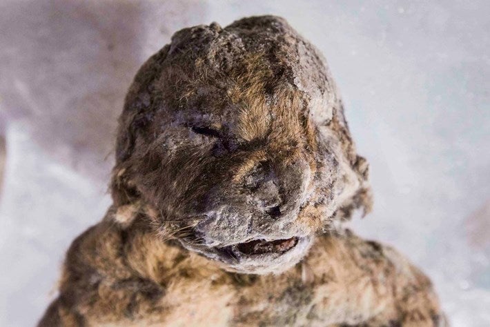 37,000-year-old saber-toothed cub found frozen in Russian tundra - The ...