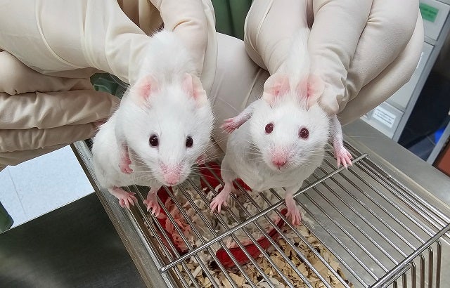 Scientists recreate mouse from reprogrammed stem cells - The Brighter ...