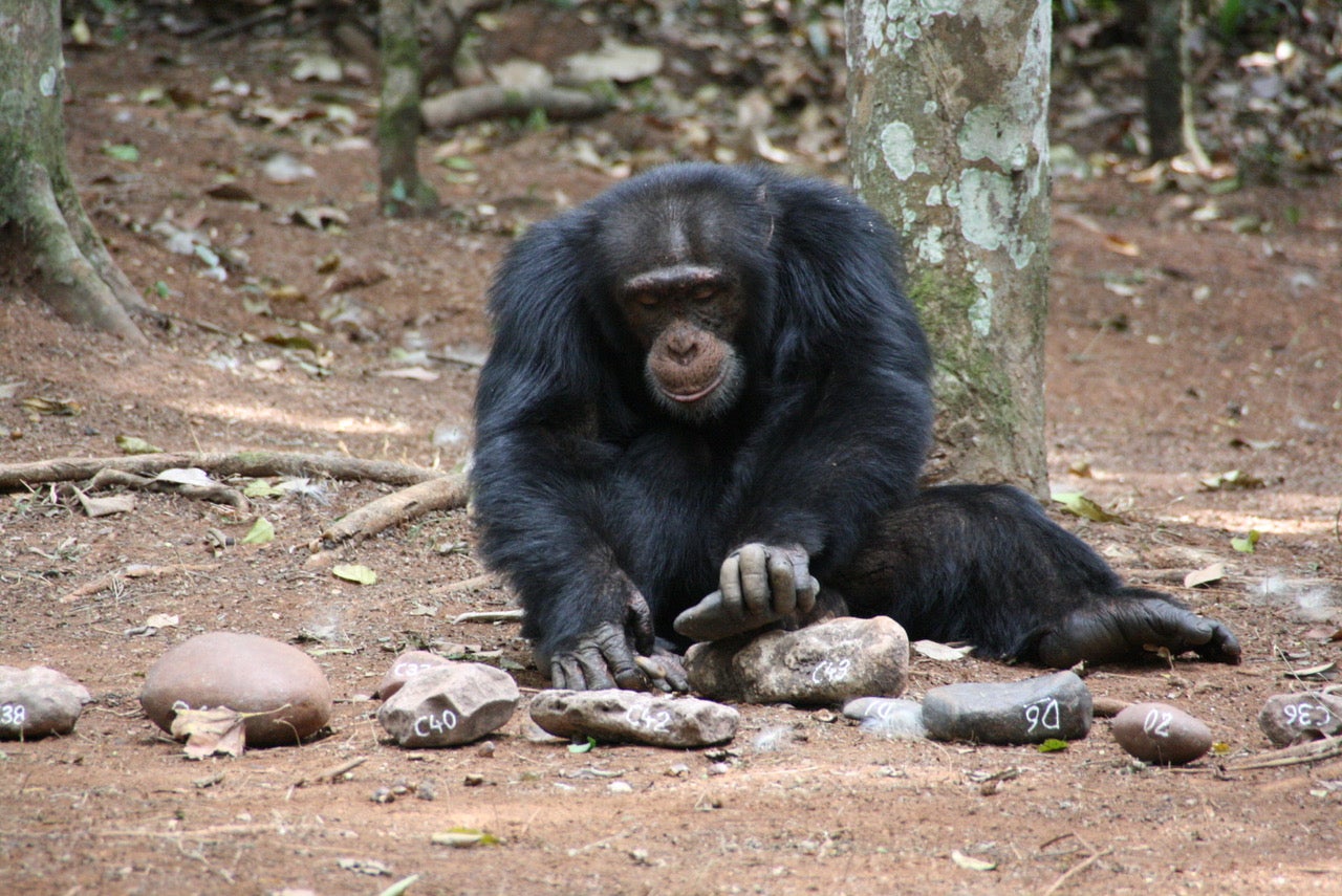 Surprising link between chimpanzee tool use and human evolution - The ...