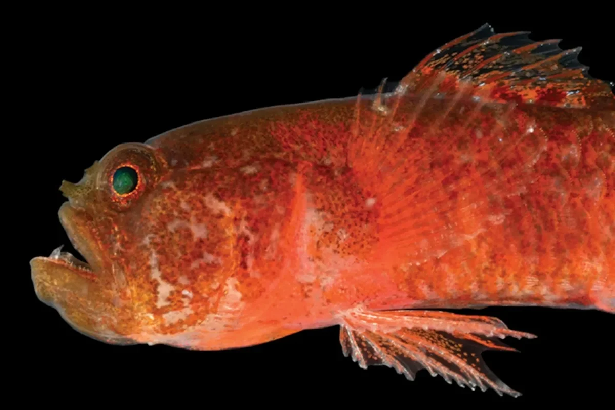 First-ever 'grumpy' fish species discovered in the Red Sea - The ...