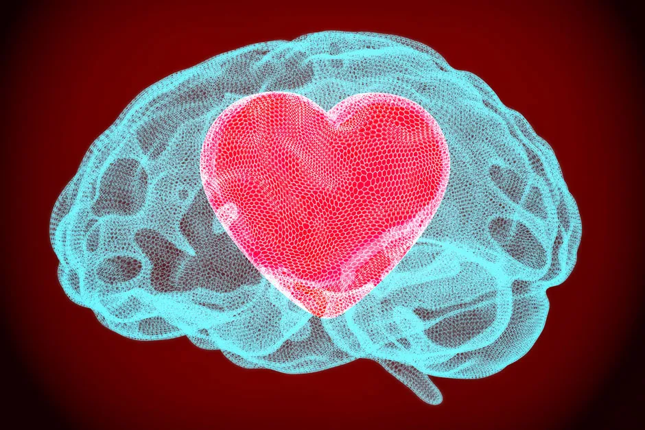 Groundbreaking study reveals where love lives in the brain - The ...