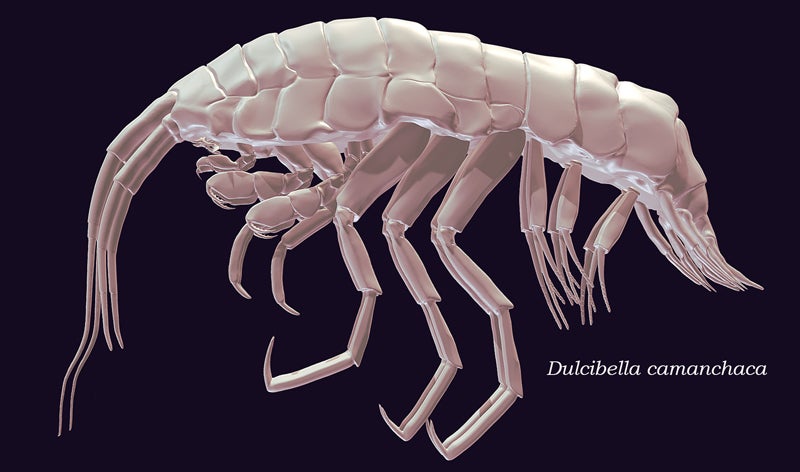 New ocean predator found living in one of the deepest trenches on Earth ...