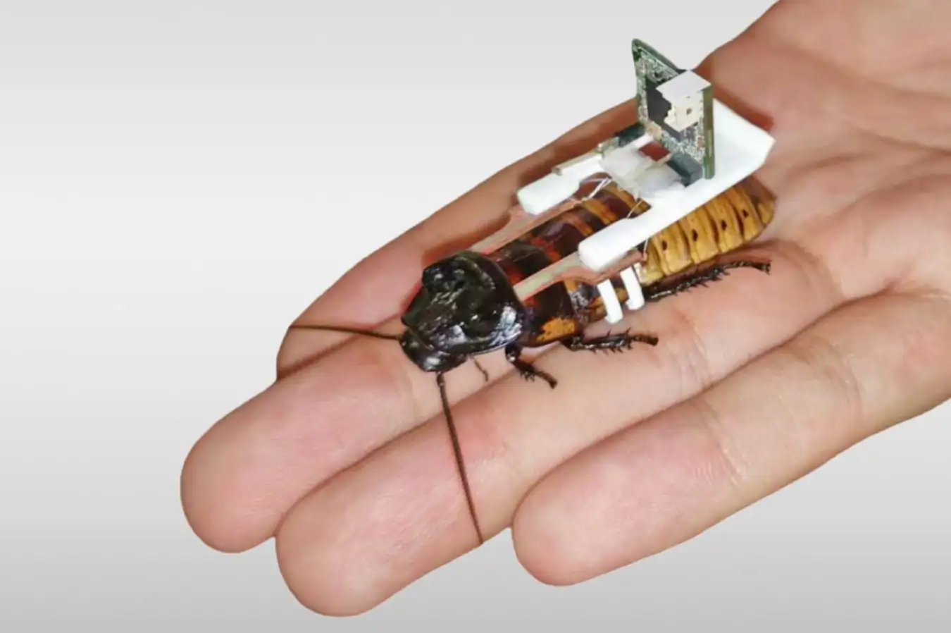 Cyborg insect swarms transform agriculture and disaster response - The ...