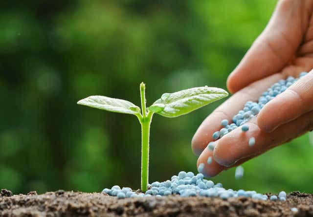 Plant genetics discovery could revolutionize fertilizer use in farming ...