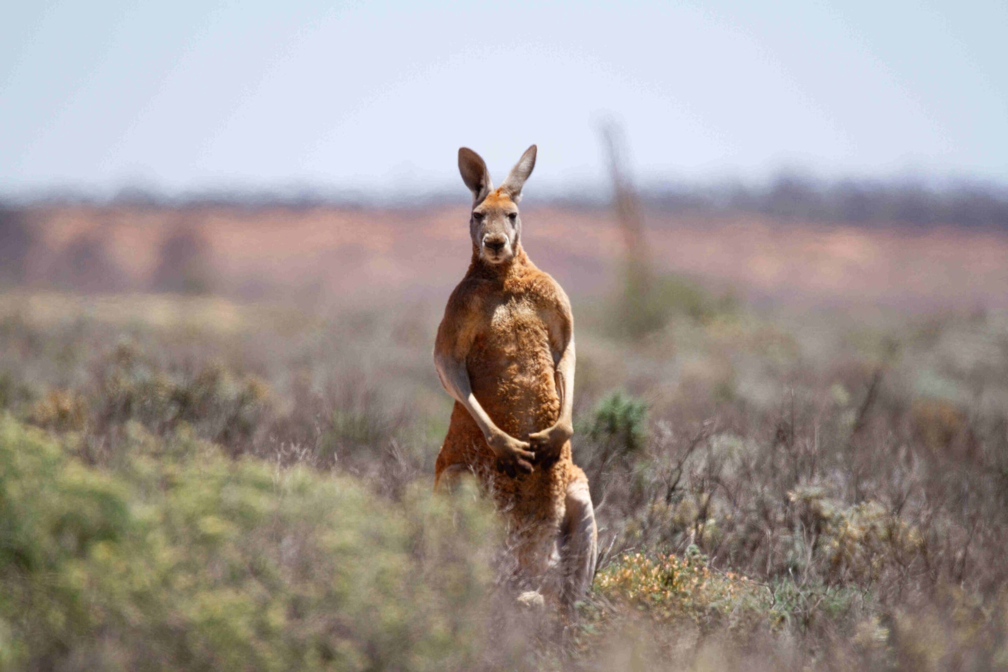 Scientists solve the mystery of what killed off prehistoric kangaroos ...