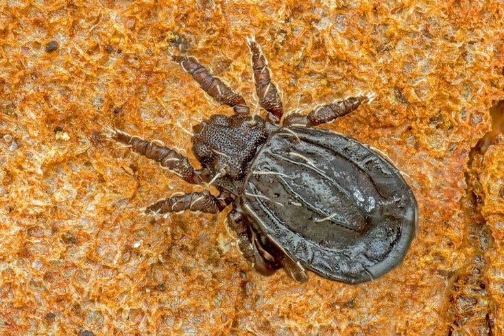 These incredible creatures have evolved without sex for millions of ...