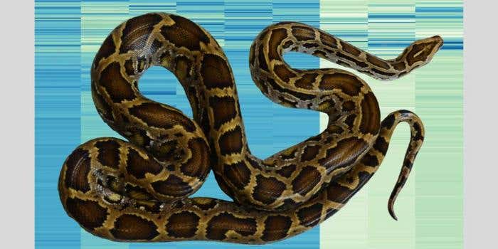 Pythons can teach us a lot about human digestion - The Brighter Side of ...