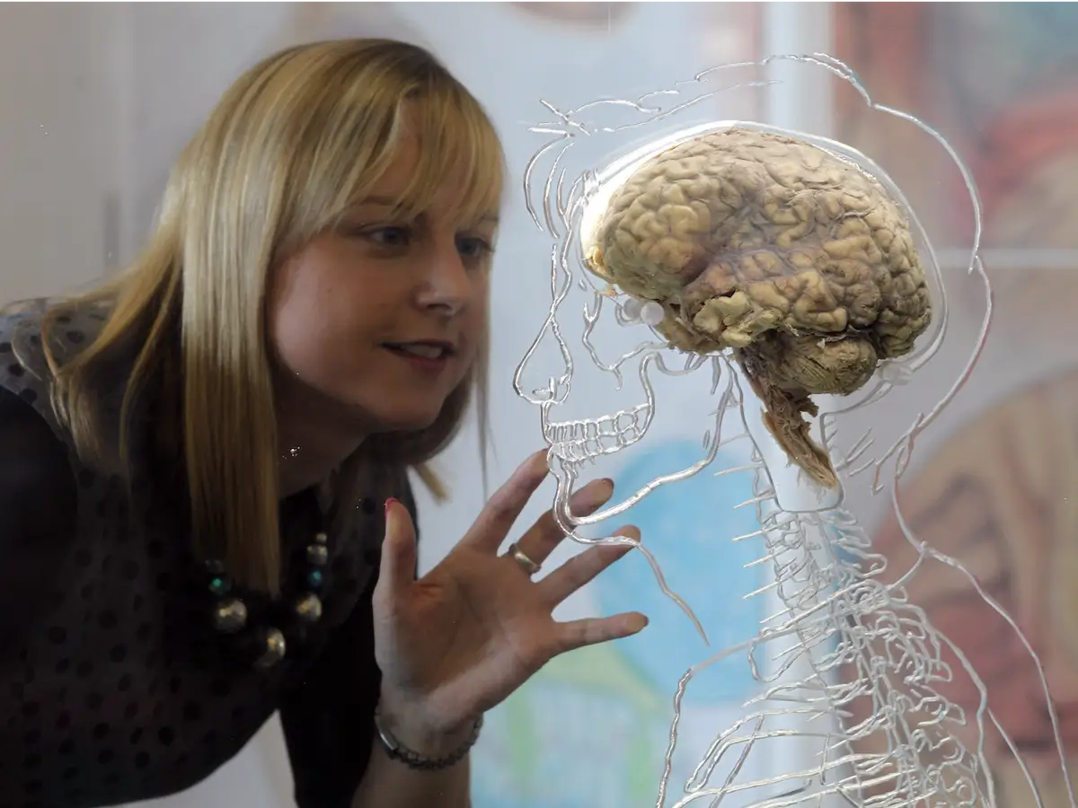 Research finds small brains can accomplish big things - The Brighter ...